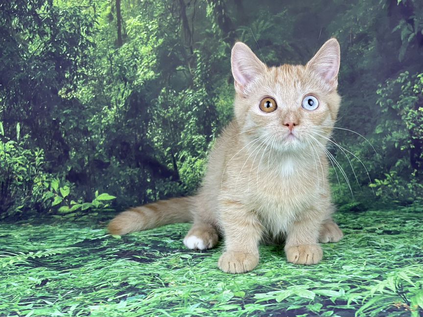 Разноглазка