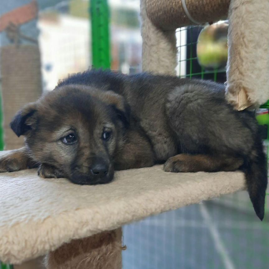 Щенок в добрые руки