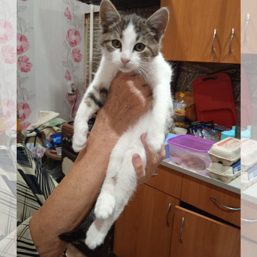 Котенок от кошки крысоловки