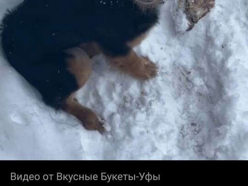 Собака потеряшка в Смпайлово