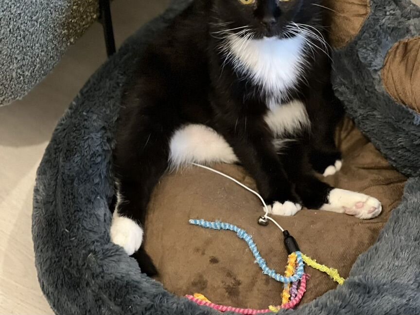 Отдам в добрые руки кошку