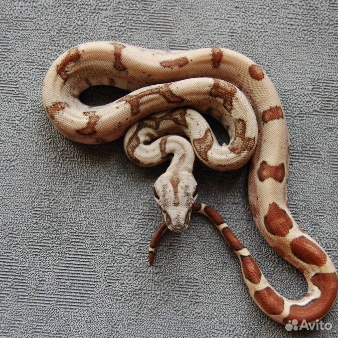 Удав Hypo Jungle het albino kahl