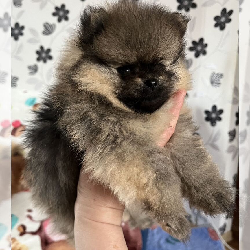 Померанский шпиц, щенок