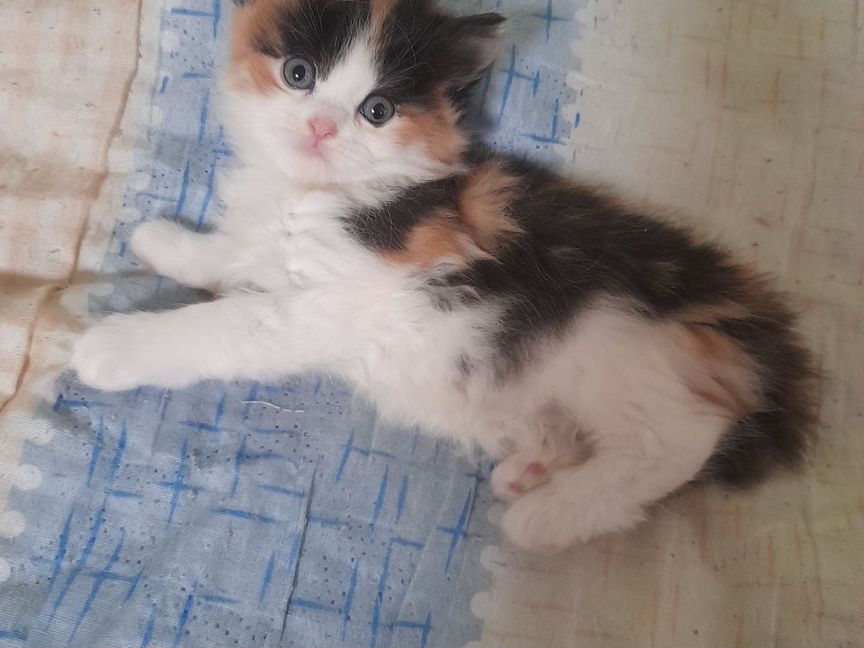 Кошки