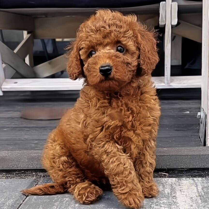 Той-пудель, щенок