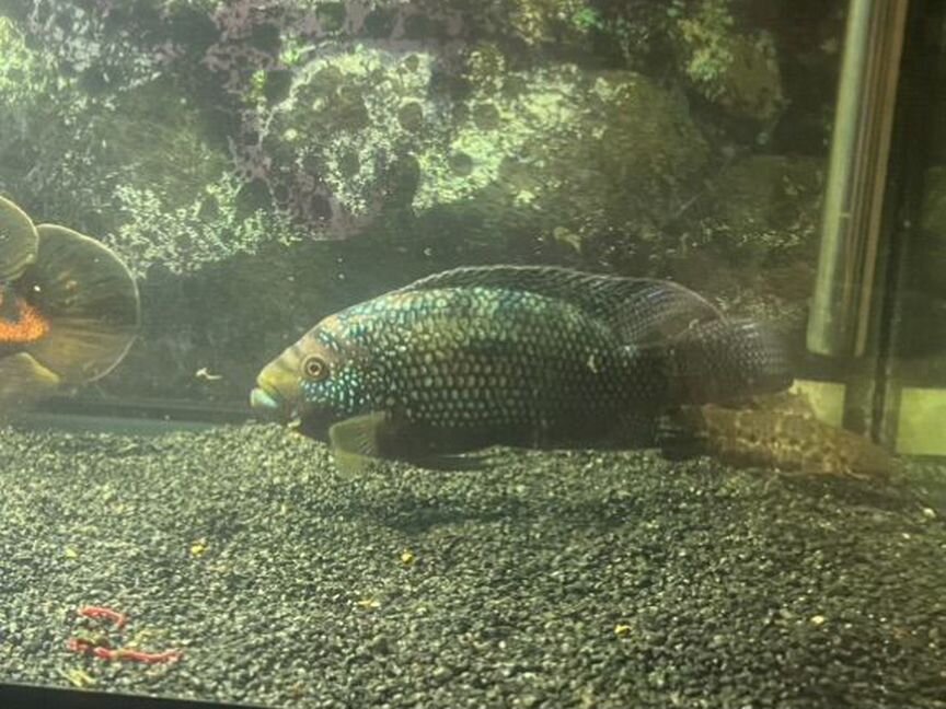 Цихлида, пчелка