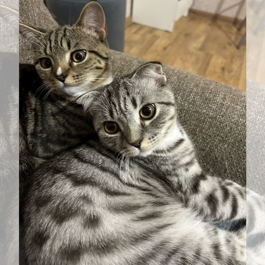 Британские котята