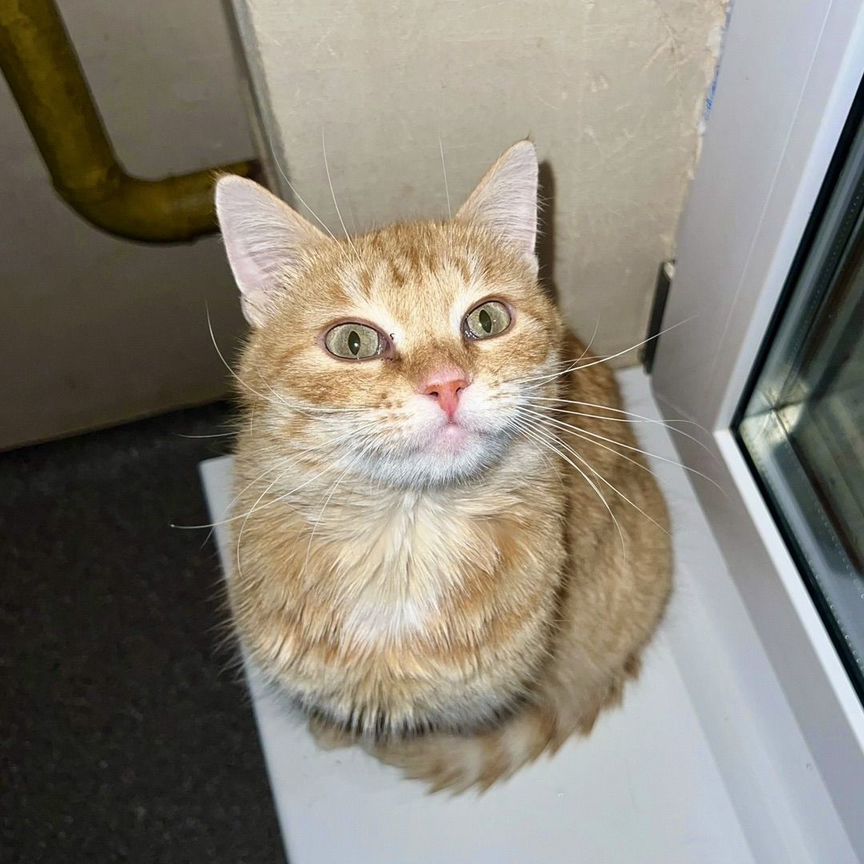 Рыжая кошечка