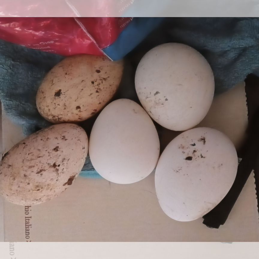 Яйцо гусиное