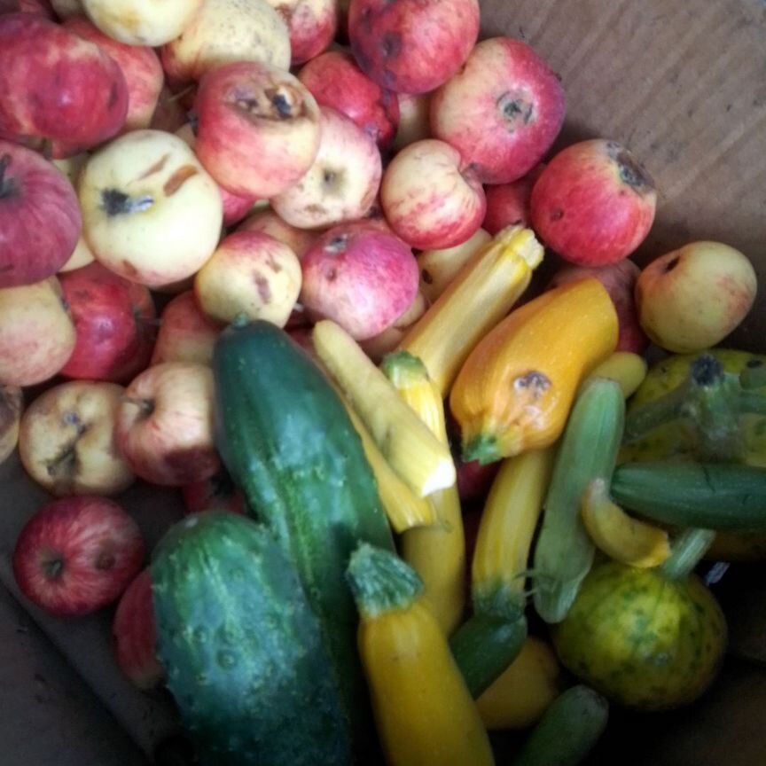 Морковь, яблоки для животных