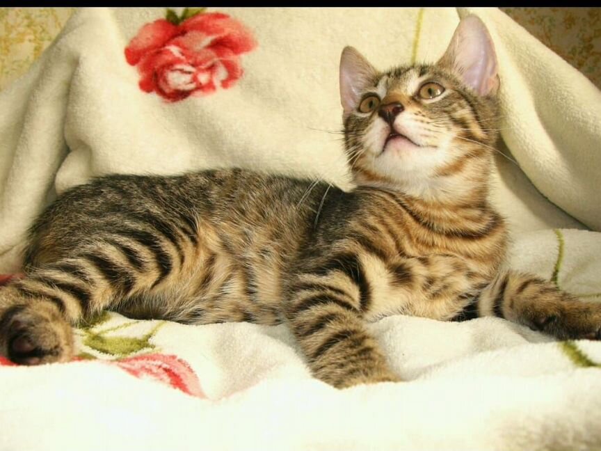 Милый котенок в добрые руки