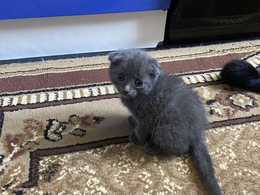 Продам котят шотландские