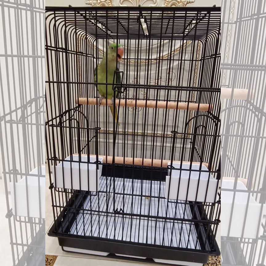 Александрийский попугай +новая клетка