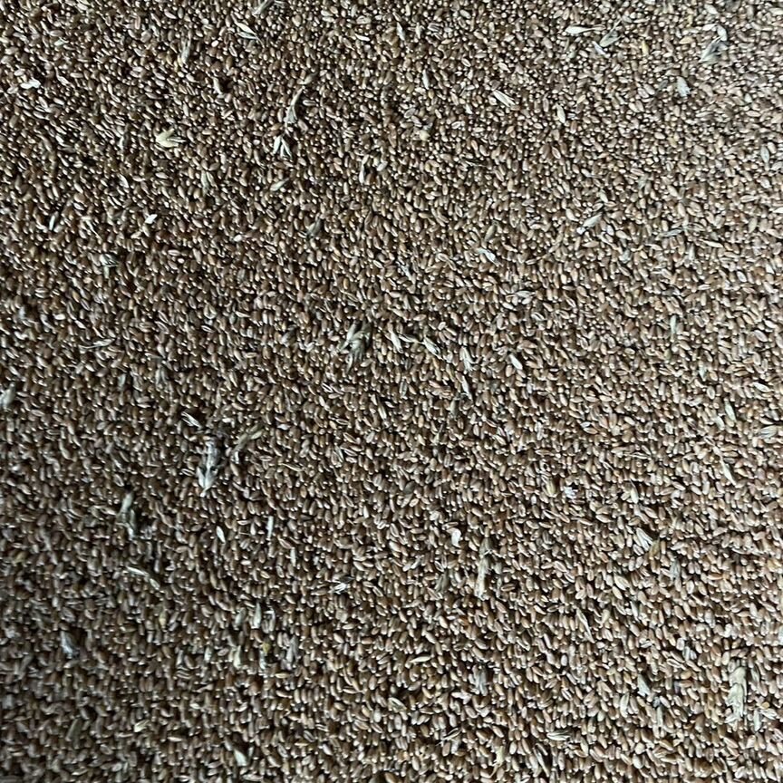 Пшеница 3 класс