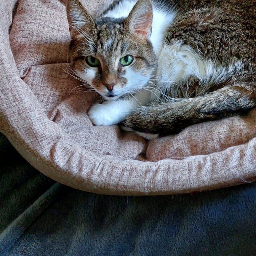Кошка ищет дом