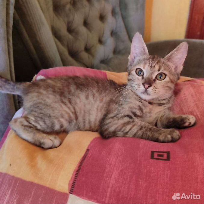 Котята крысоловы