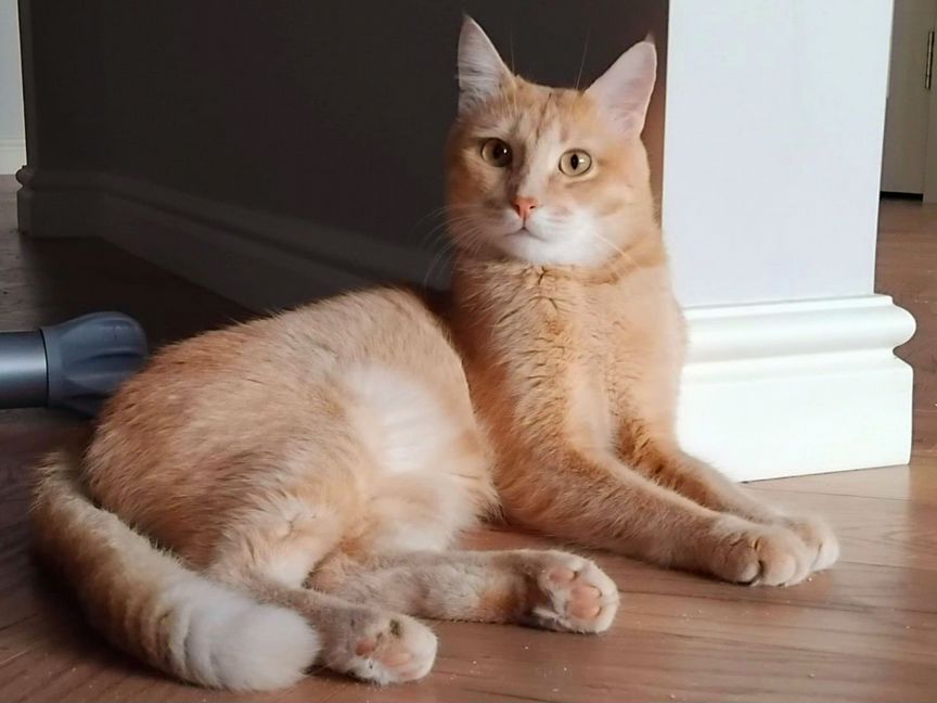 Лева 10 месяцев в добрые ручки