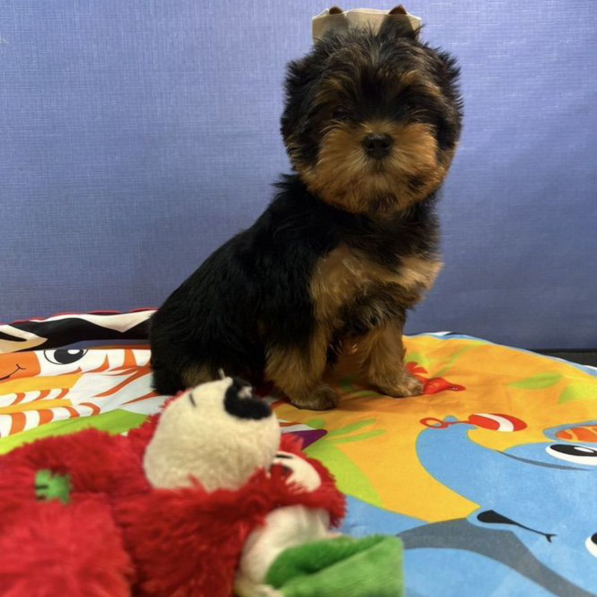 Йоркширский терьер щенки