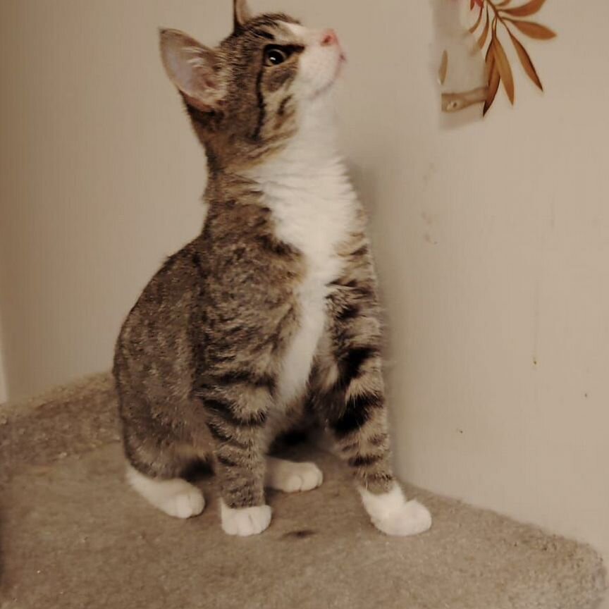 Котёнок в добрые руки