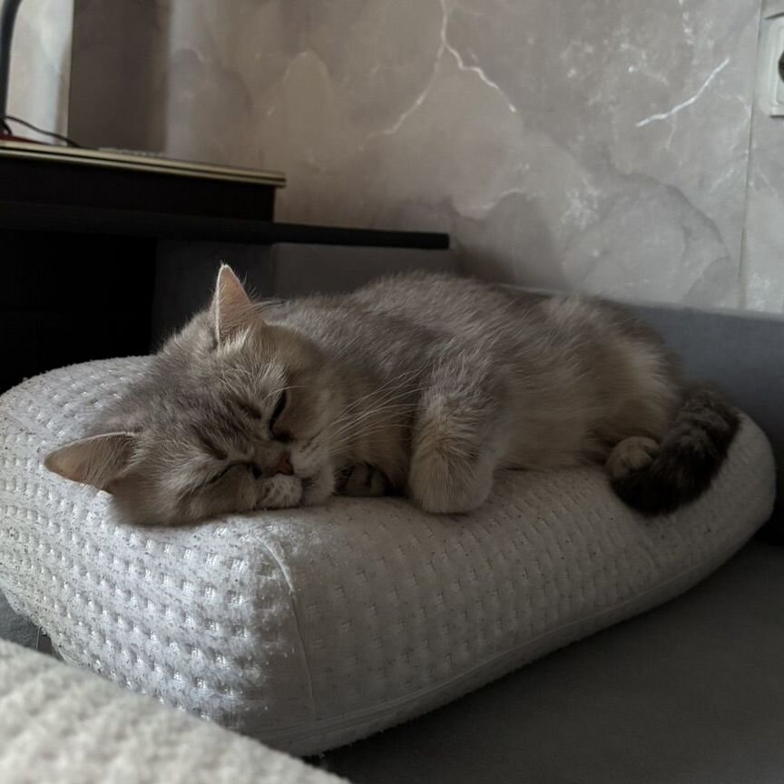 Кошка золотая шиншилла