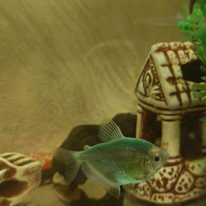 Аквариумные рыбки тернеция