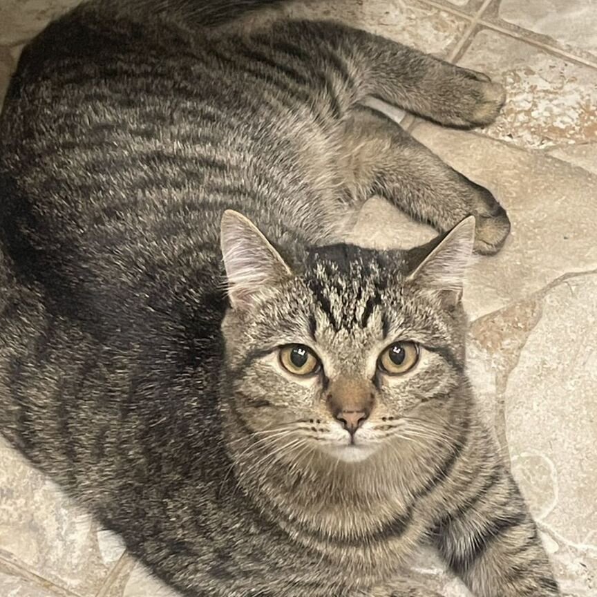 Отдалим кота в добрые руки