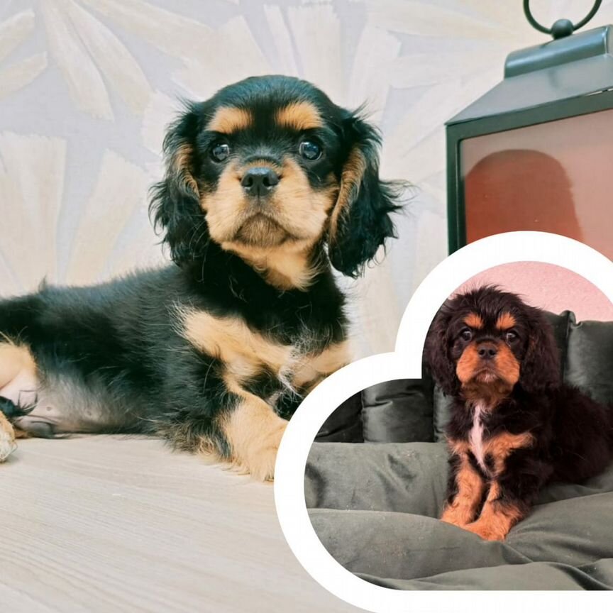 Кавалер кинг-чарльз-спаниель, щенок