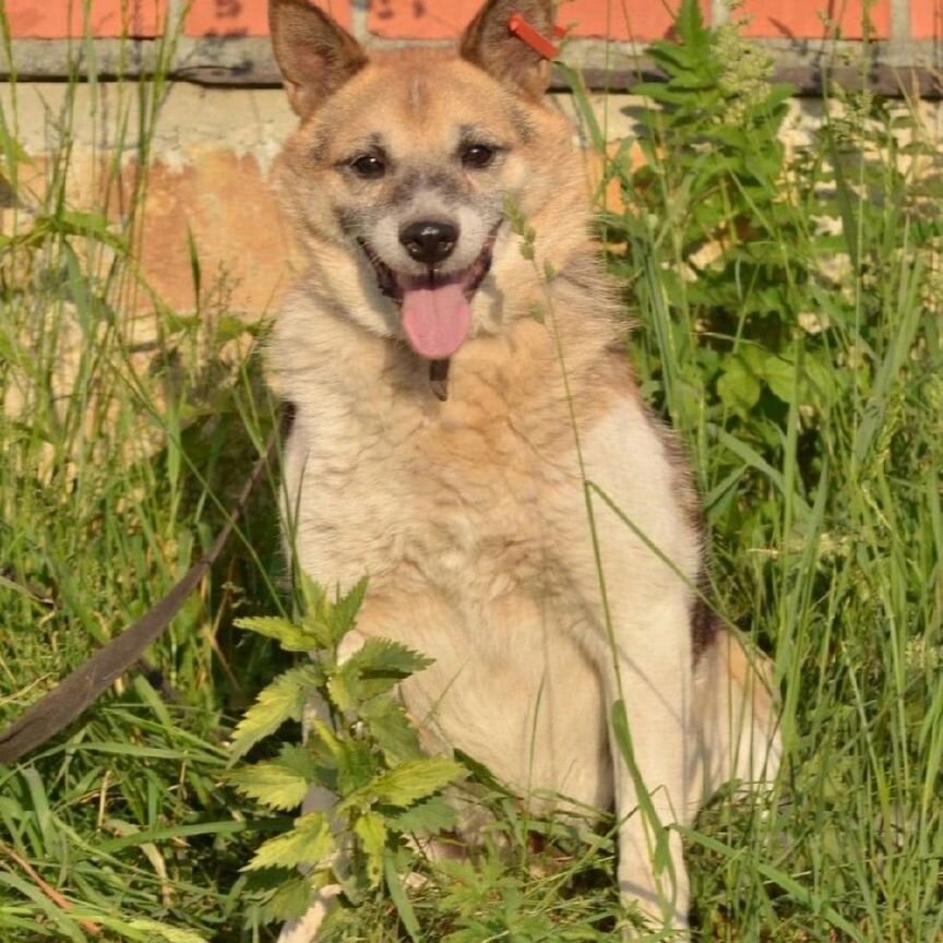 Служил до конца. Рекс