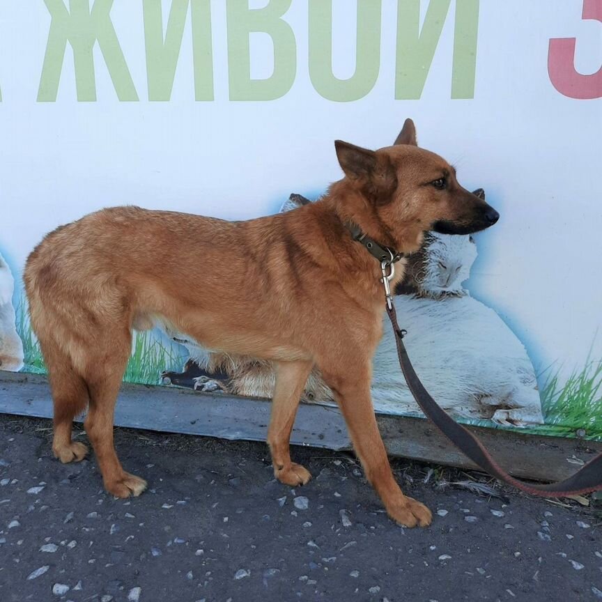 Фокс ищет Заботливую семью (кастрирован)