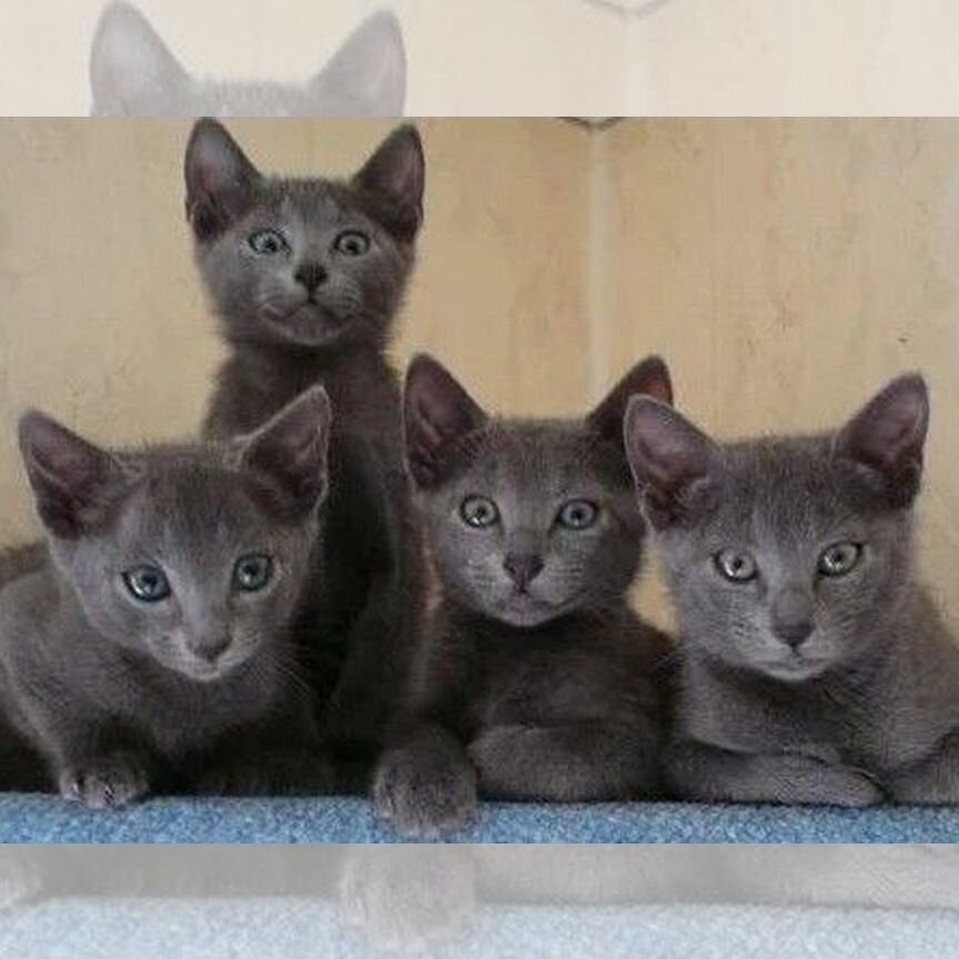 Красавчики