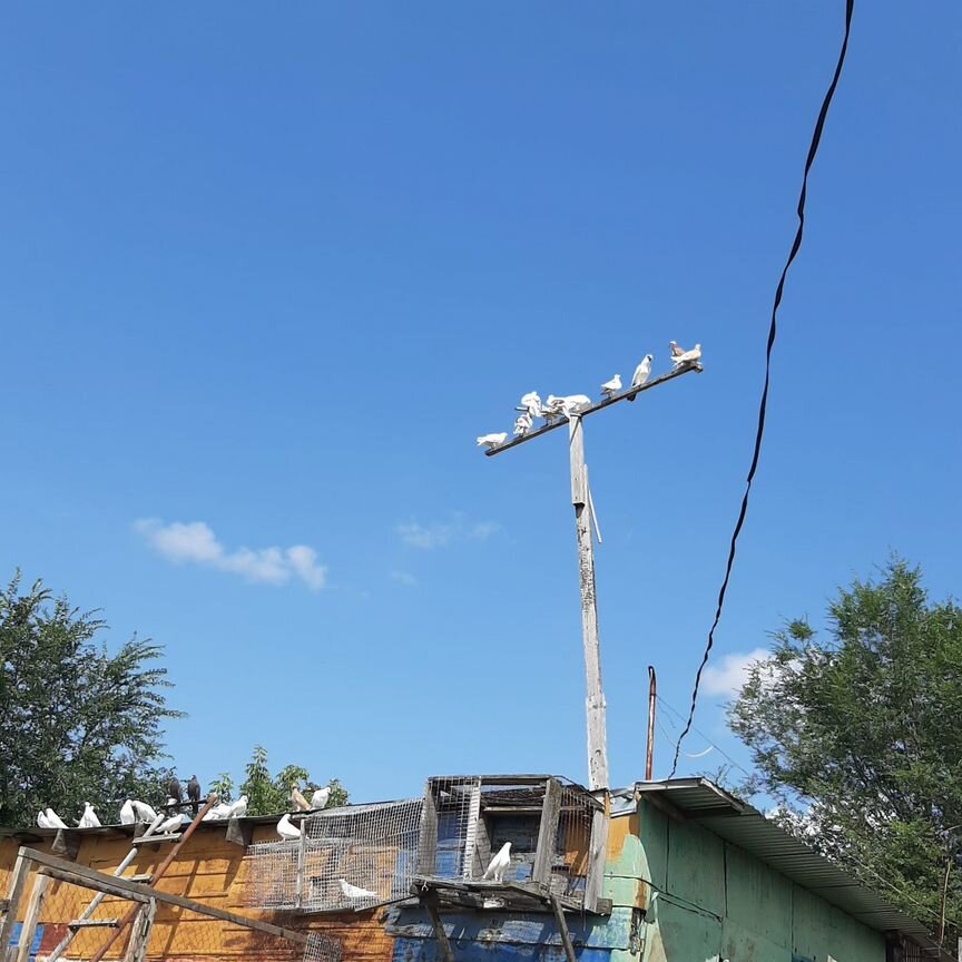 Голуби бакинцы