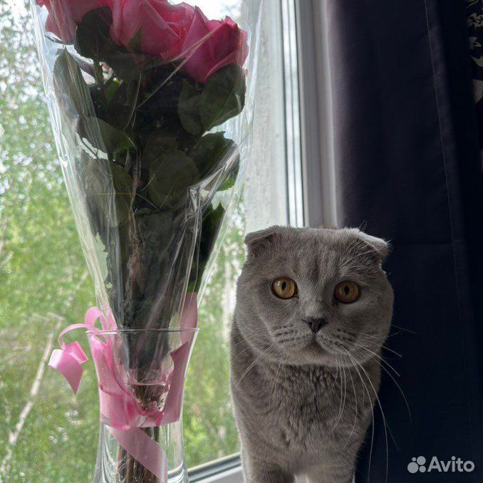 Мальчик Шотландец для вязки