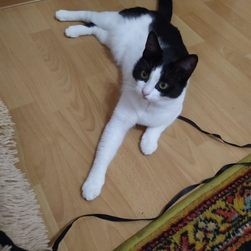 Кошечка лапушка ищет дом