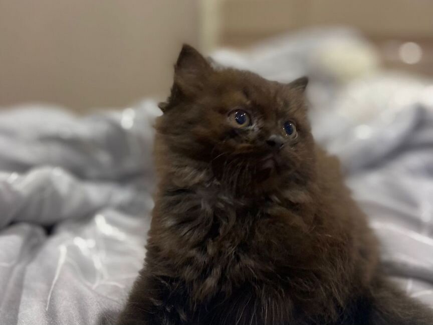 Британские котята