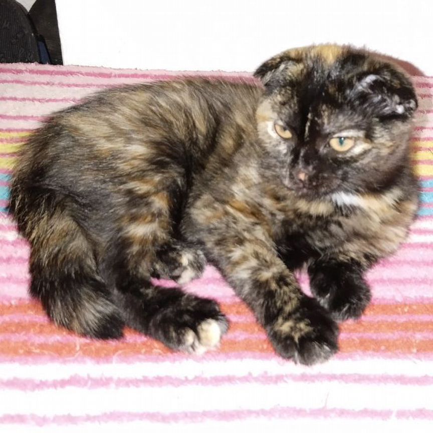 Продам котёнка шотландская вислоухая