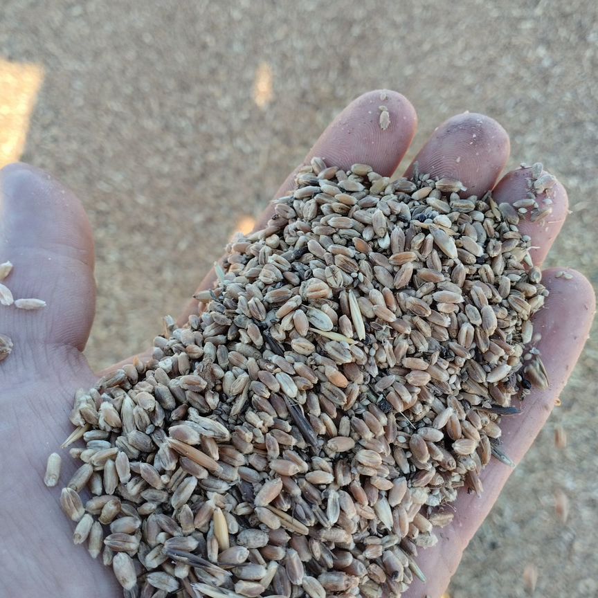 Зерно пшеница