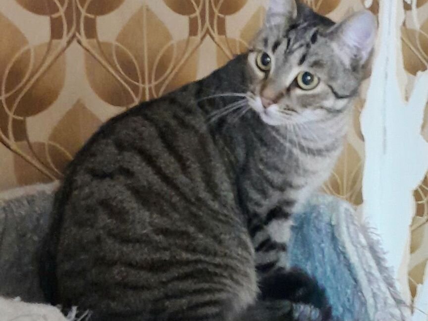 Ласковый компанейский котик 1 год