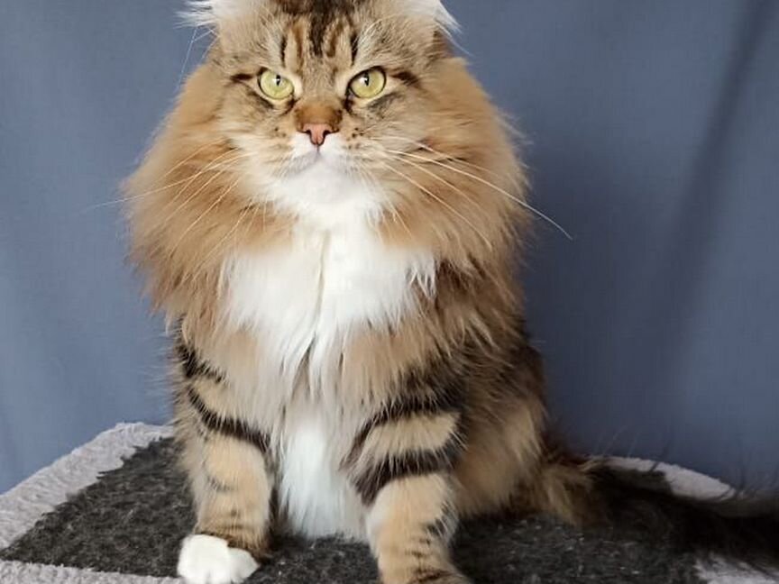 Кошки