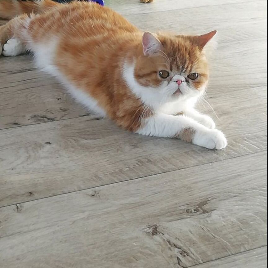 Экзотическая кошка