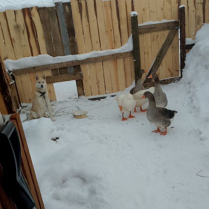 Гуси на племя,курици несушки (рыжие)