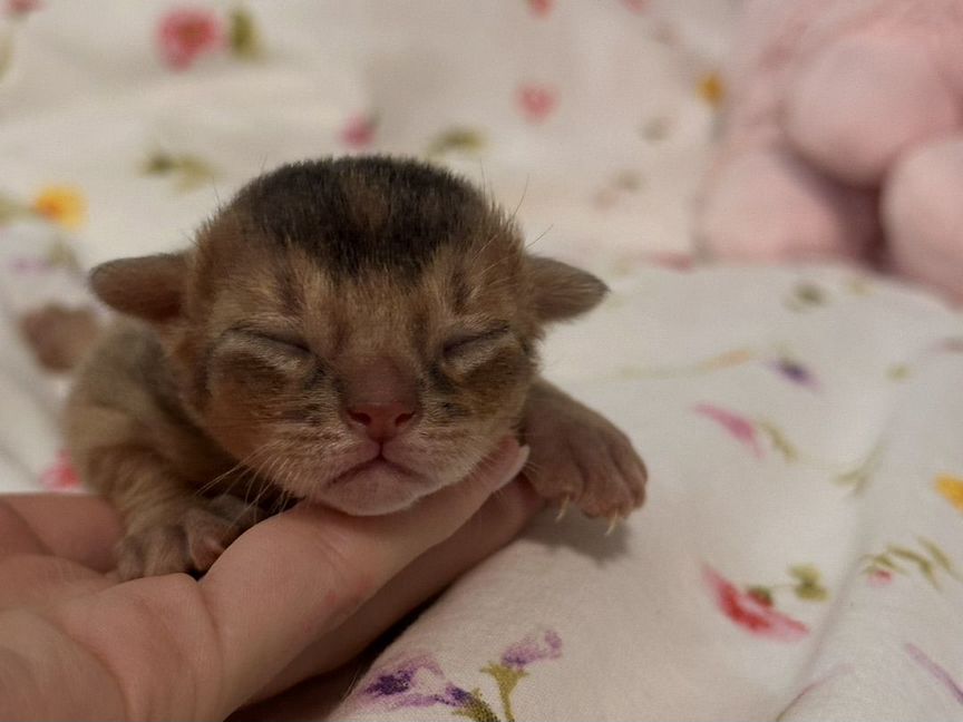 Котята абиссинские