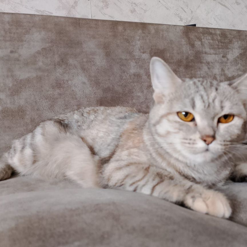 Кошка мышеловка