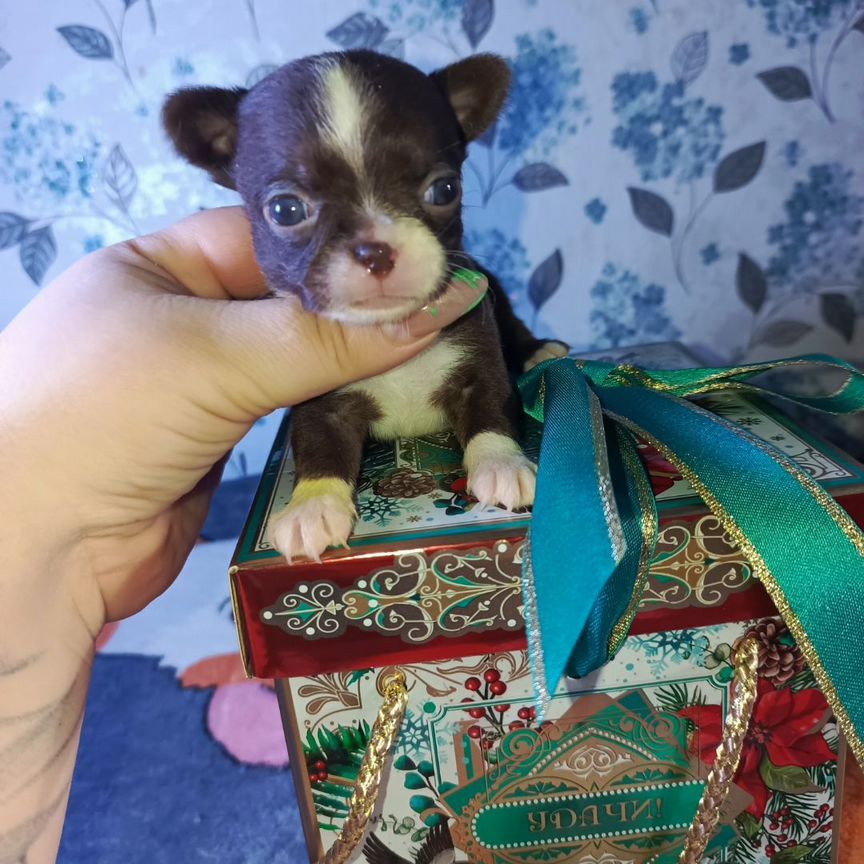 Чихуахуа подарочек пол ёлочку