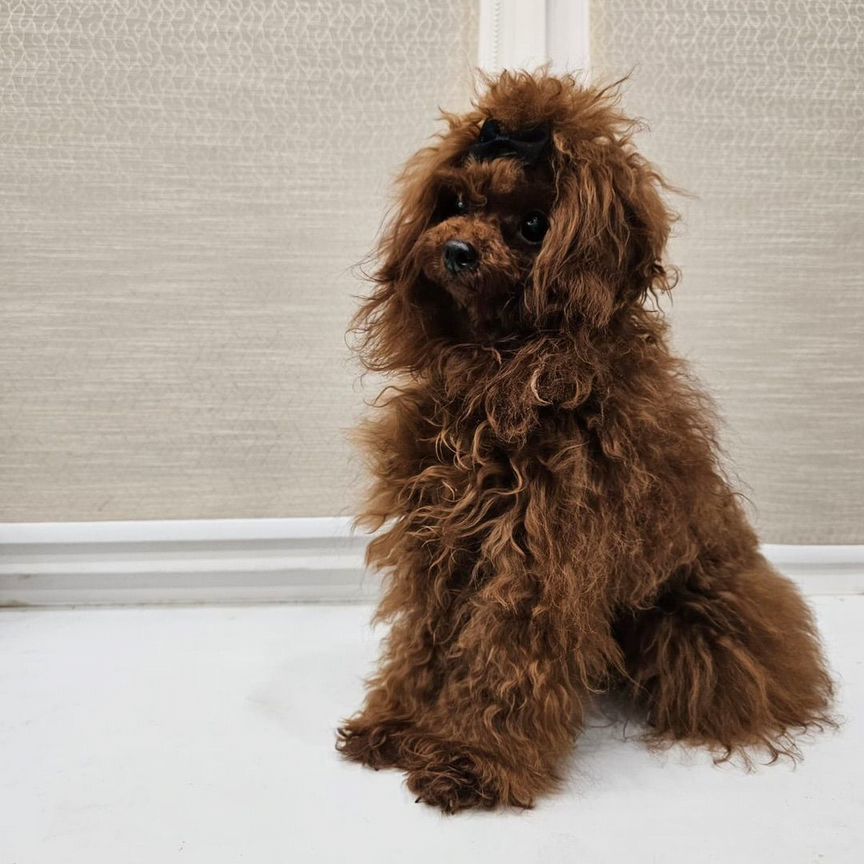 Девочка тедди тикап пудель Китай