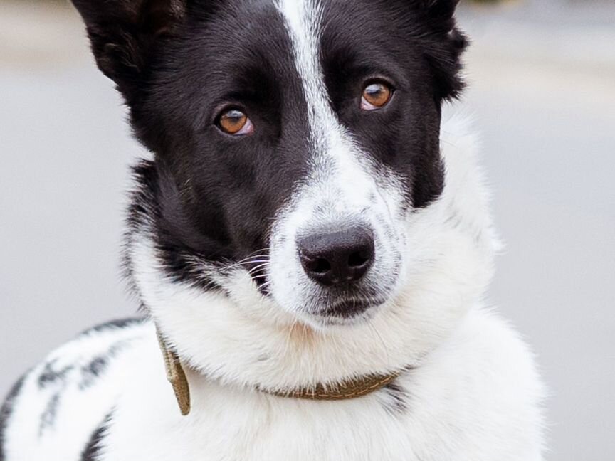 Молоденькая девочка из приюта ищет дом