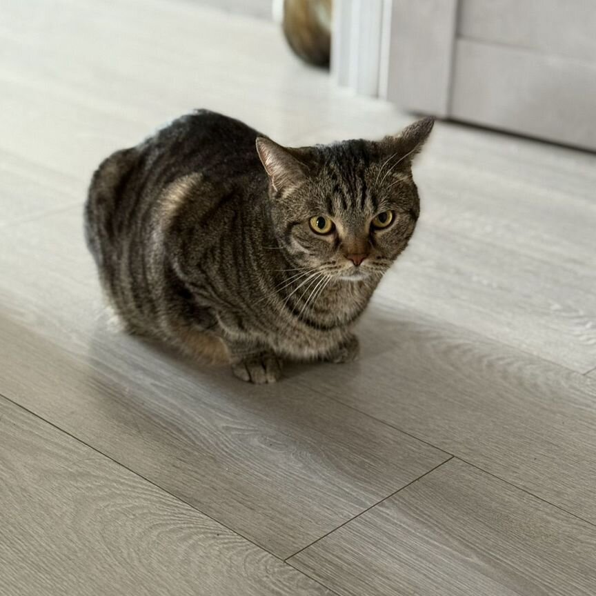 Отдам кота в добрые руки