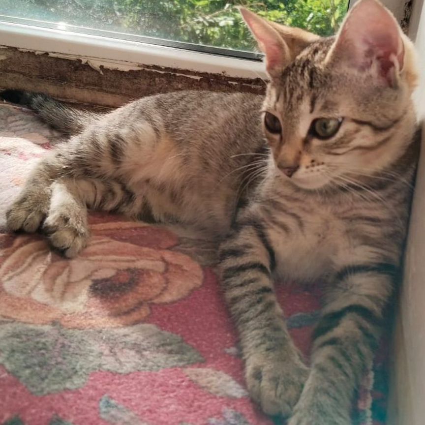 Котенок в добрые руки