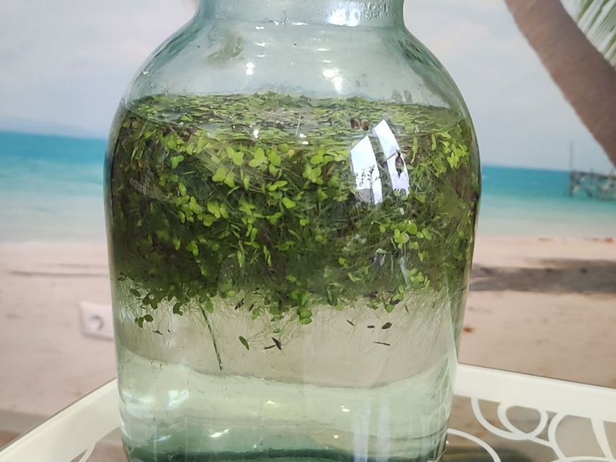 Пистия аквариумные растения