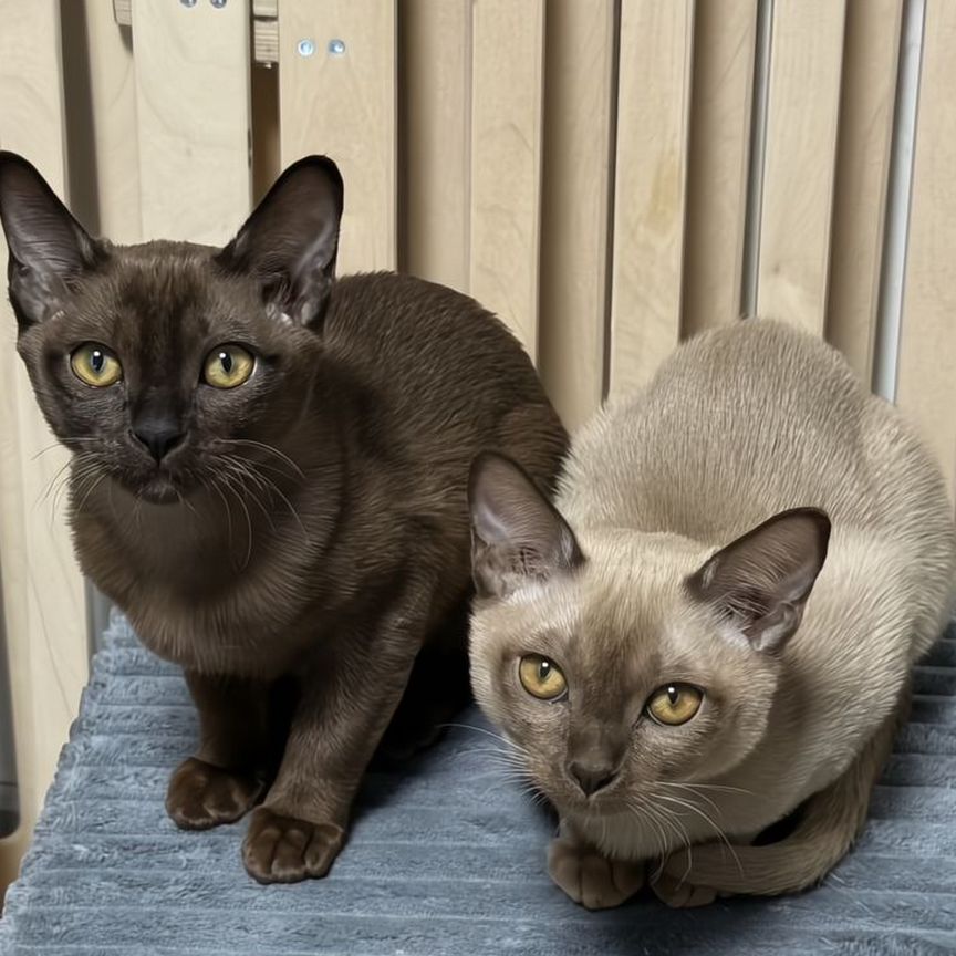 Европейский бурманский котёнок