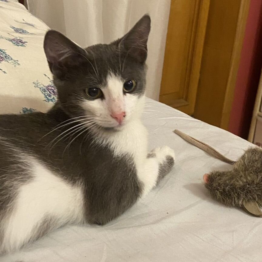 Лучший котик в мире ищет дом